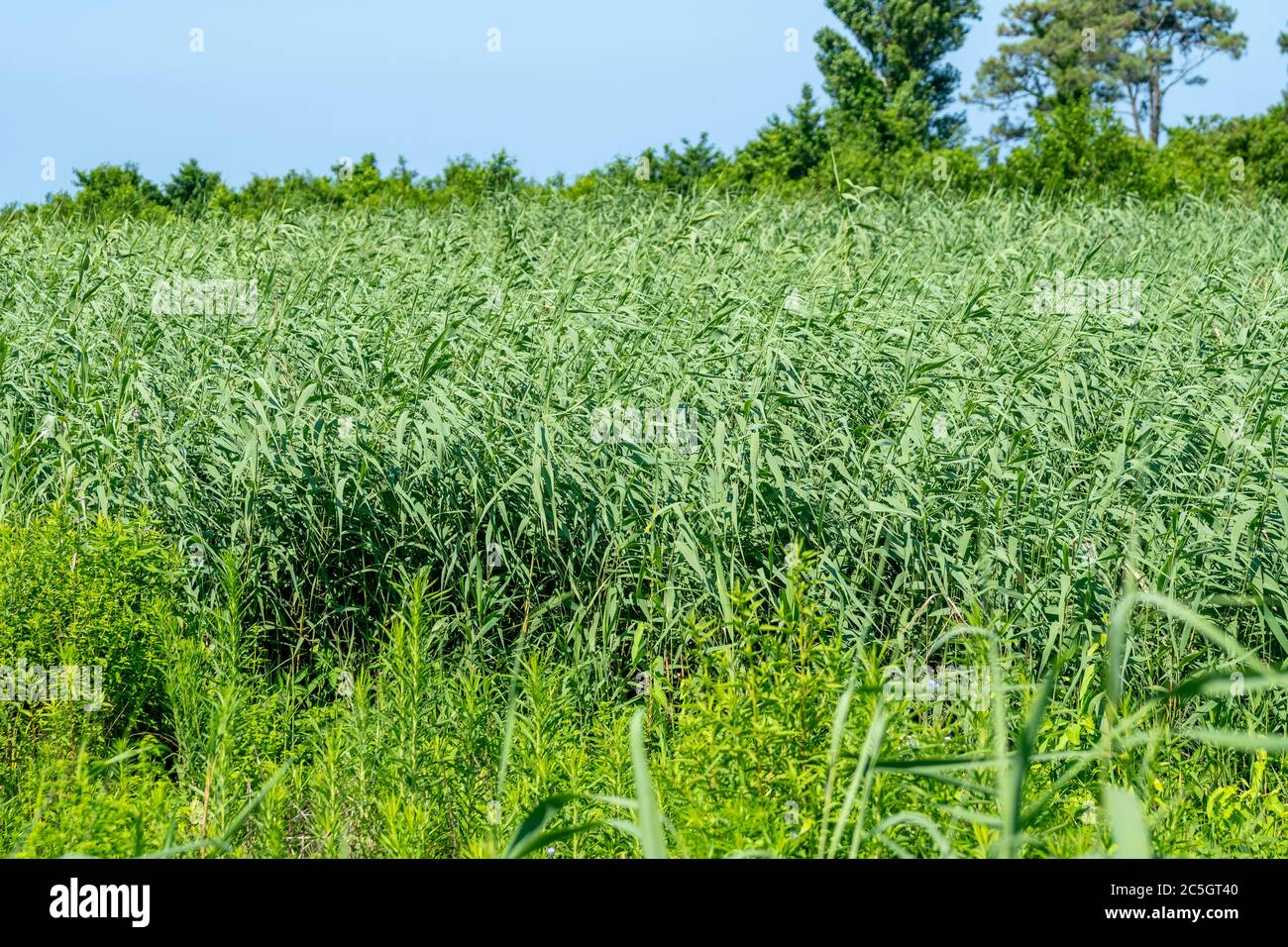 Fresh green reed by the river Rioni, Poti Stock Photo - Alamy