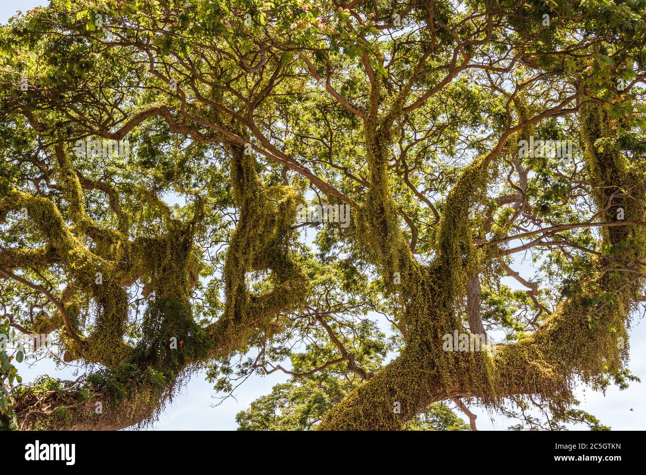 Promenade along Rizal Boulevard with hundred year old acacia trees ...