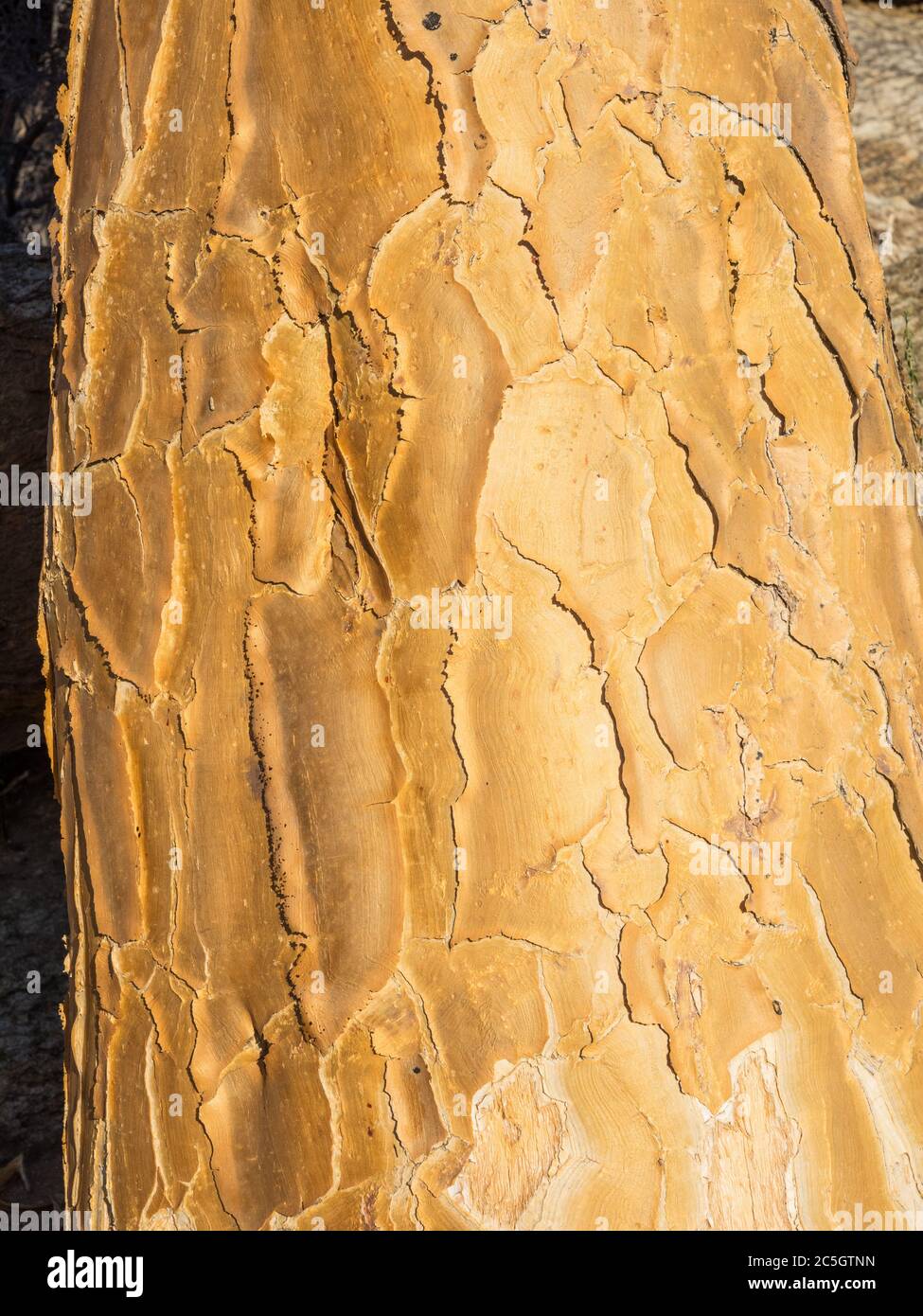 Bark of a Kokerboom or Quiver Tree growing in the Goegap Nature Reserve ...