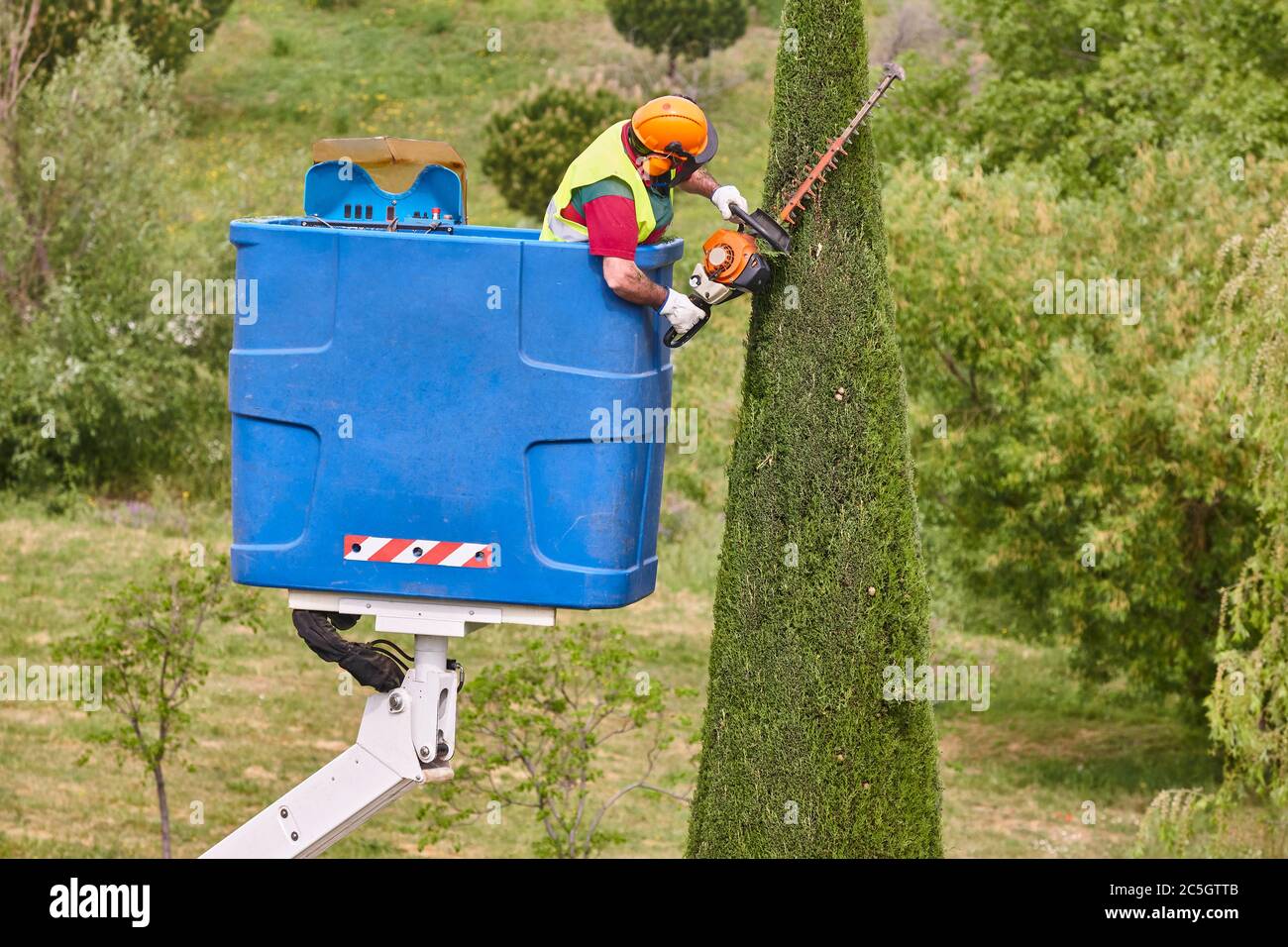 Gardener pruning a cypress tree with a chainsaw and a crane Stock Photo ...
