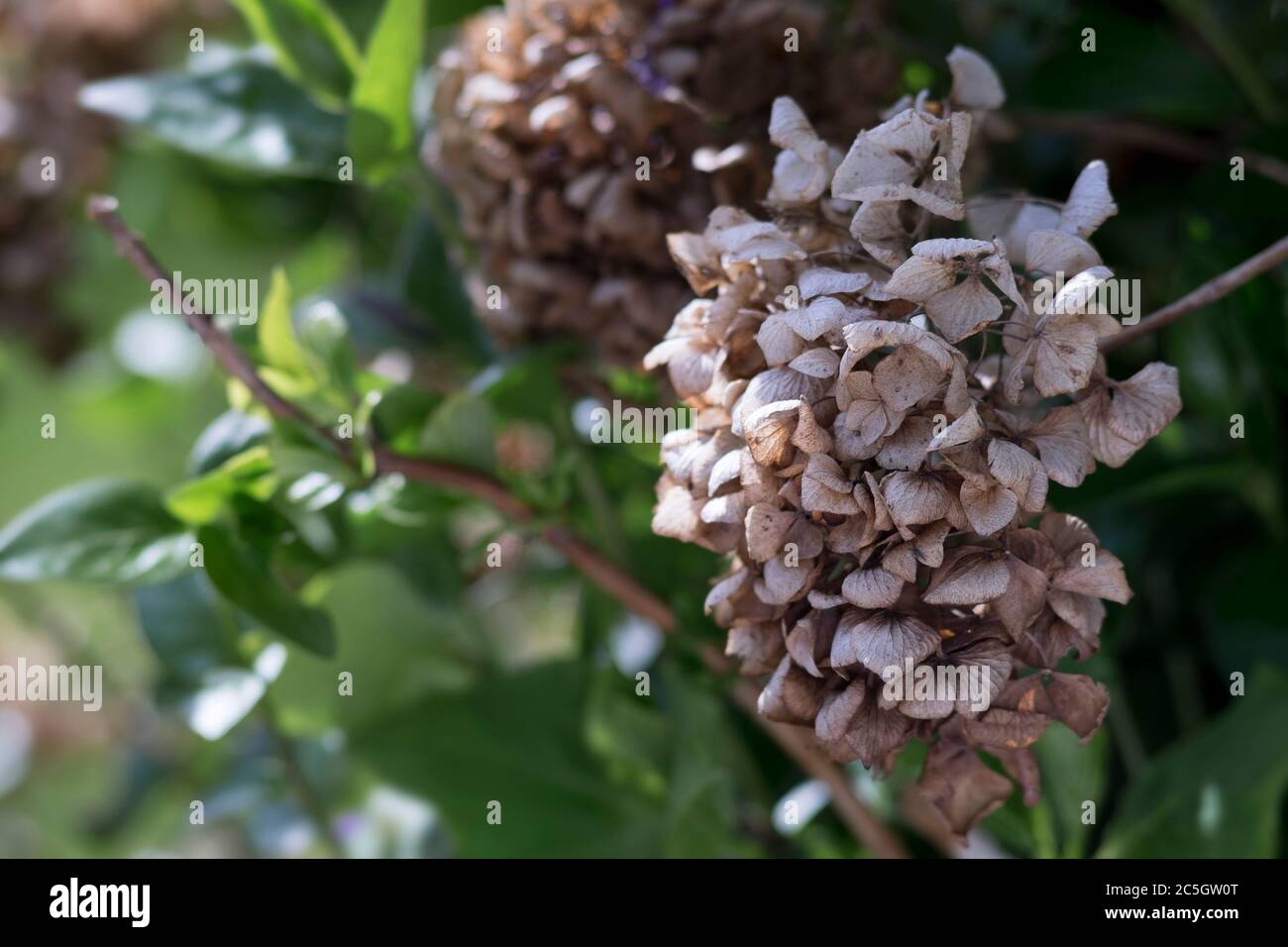 Faded plant in autumn hi-res stock photography and images - Alamy