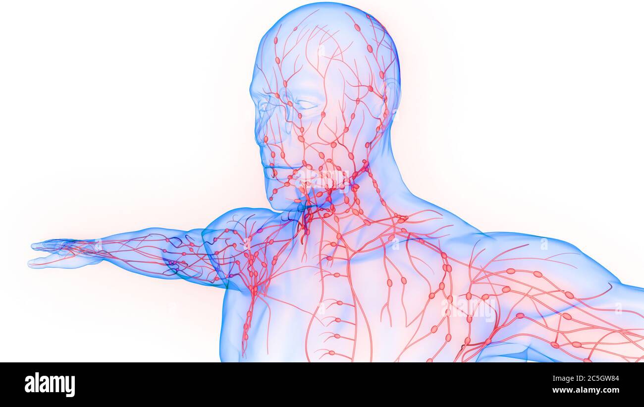 Human Internal system Lymph Nodes Anatomy Stock Photo - Alamy