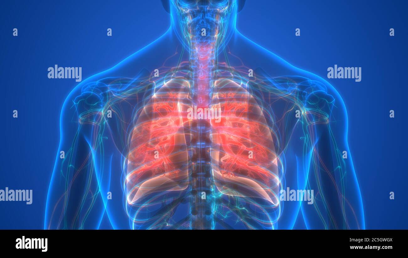 Human Respiratory System Lungs Anatomy Stock Photo - Alamy