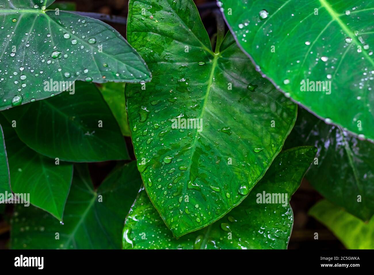 Arbi plant hi-res stock photography and images - Alamy