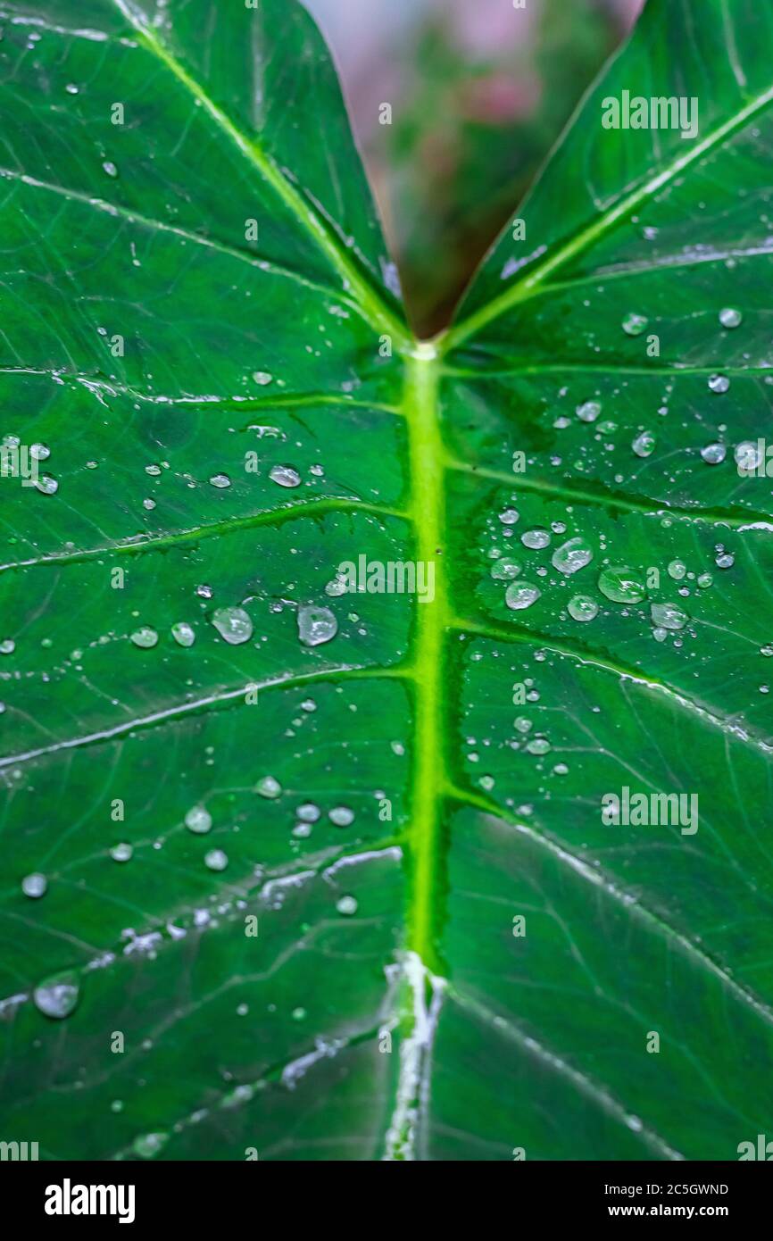 Fresh Green Closeup of Taro (Colocasia esculenta) Plant Leaves with ...