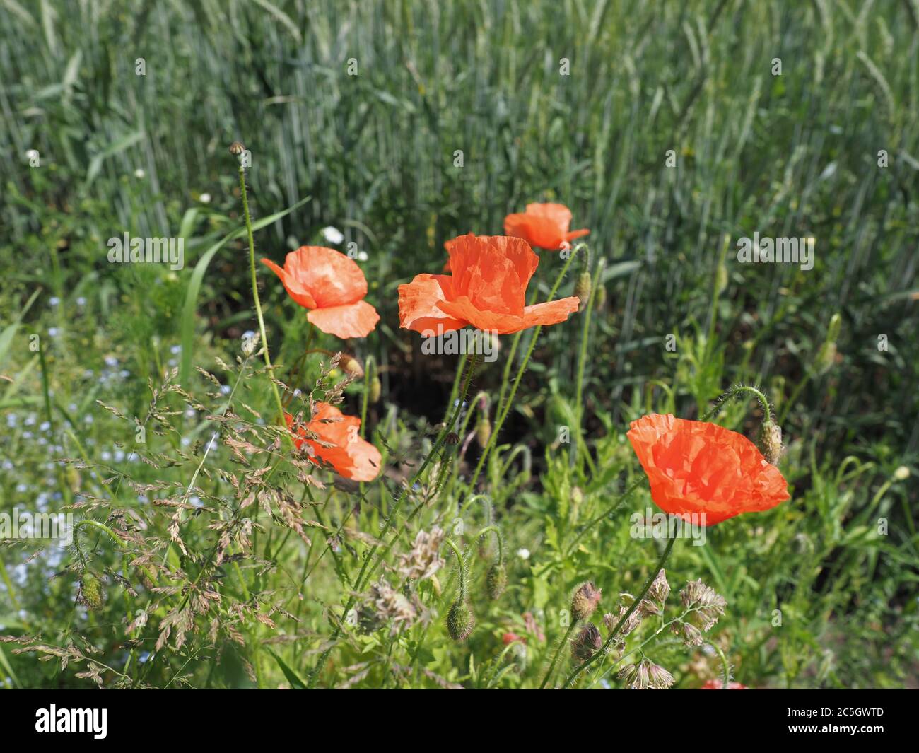 Papavers hi-res stock photography and images - Alamy