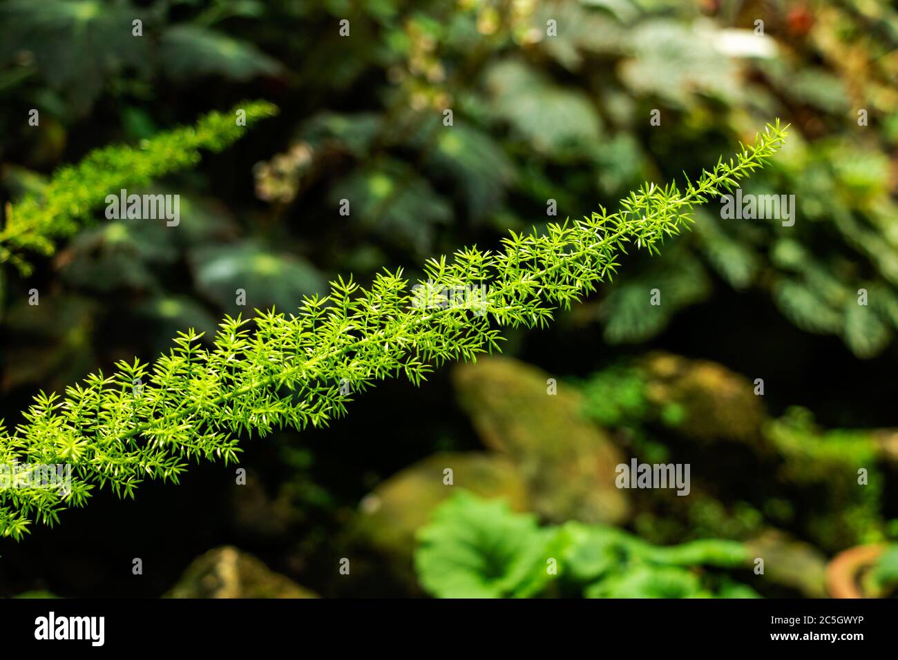 A plant growing in sunlight and showcasing green environment Stock ...