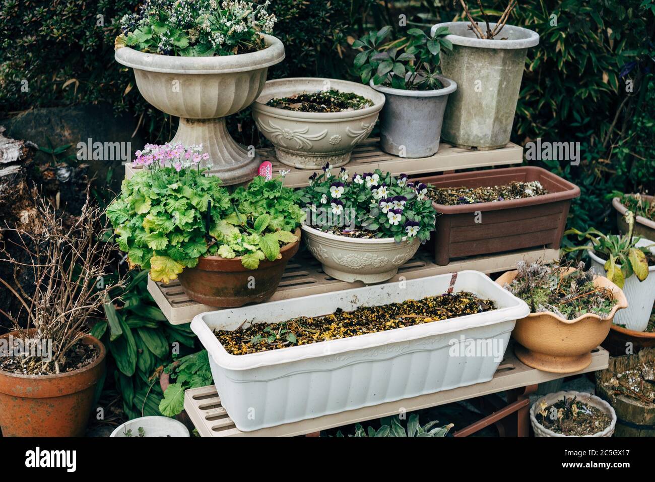 beautiful Pots Flowers Front Yard Plant Nature Potted Plant Stock Photo ...