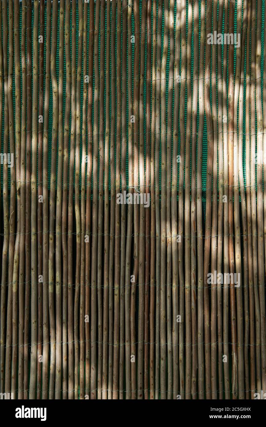 Front view of a wall of dry reeds Stock Photo - Alamy