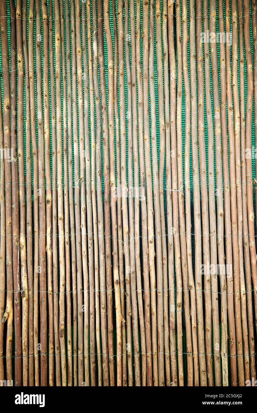 Front view of a wall of dry reeds Stock Photo - Alamy