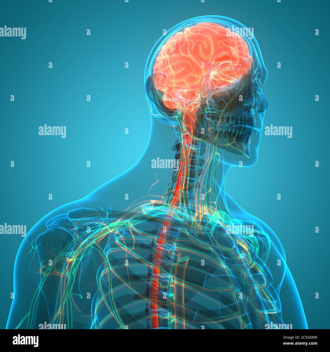 Central organ of Human Nervous System Brain Anatomy Stock Photo - Alamy