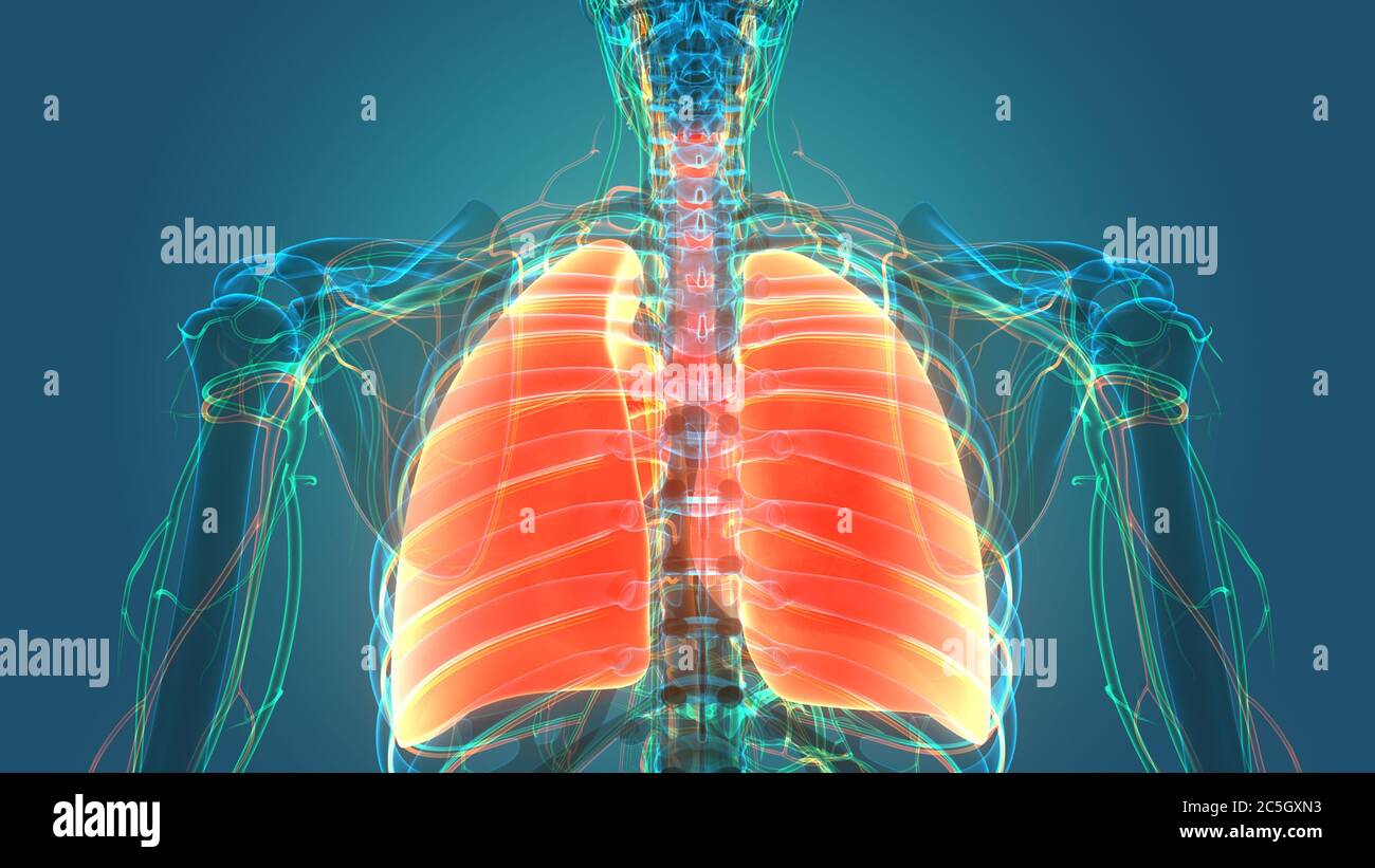 Bone system hi-res stock photography and images - Alamy