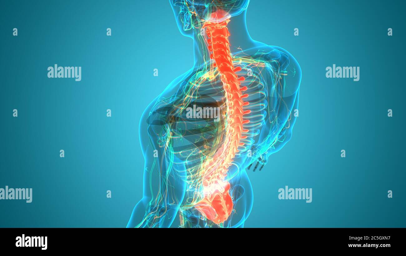 Spinal Cord Vertebral Column of Human Skeleton System Anatomy Stock ...