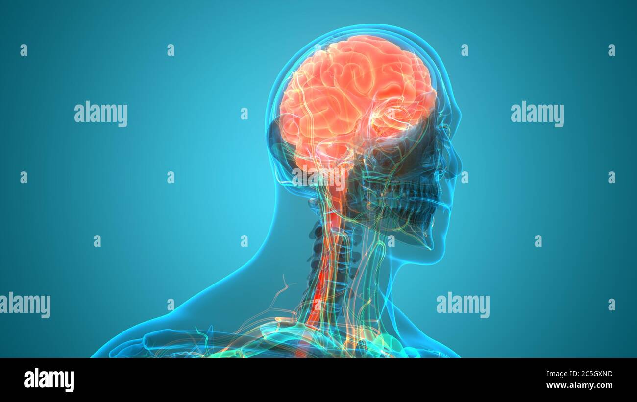 Central organ of Human Nervous System Brain Anatomy Stock Photo - Alamy