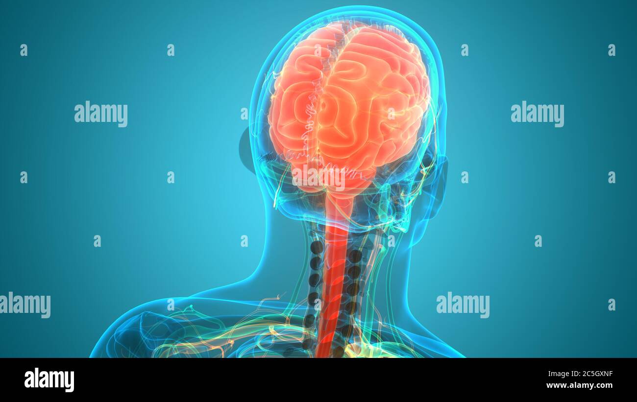 Central organ of Human Nervous System Brain Anatomy Stock Photo - Alamy