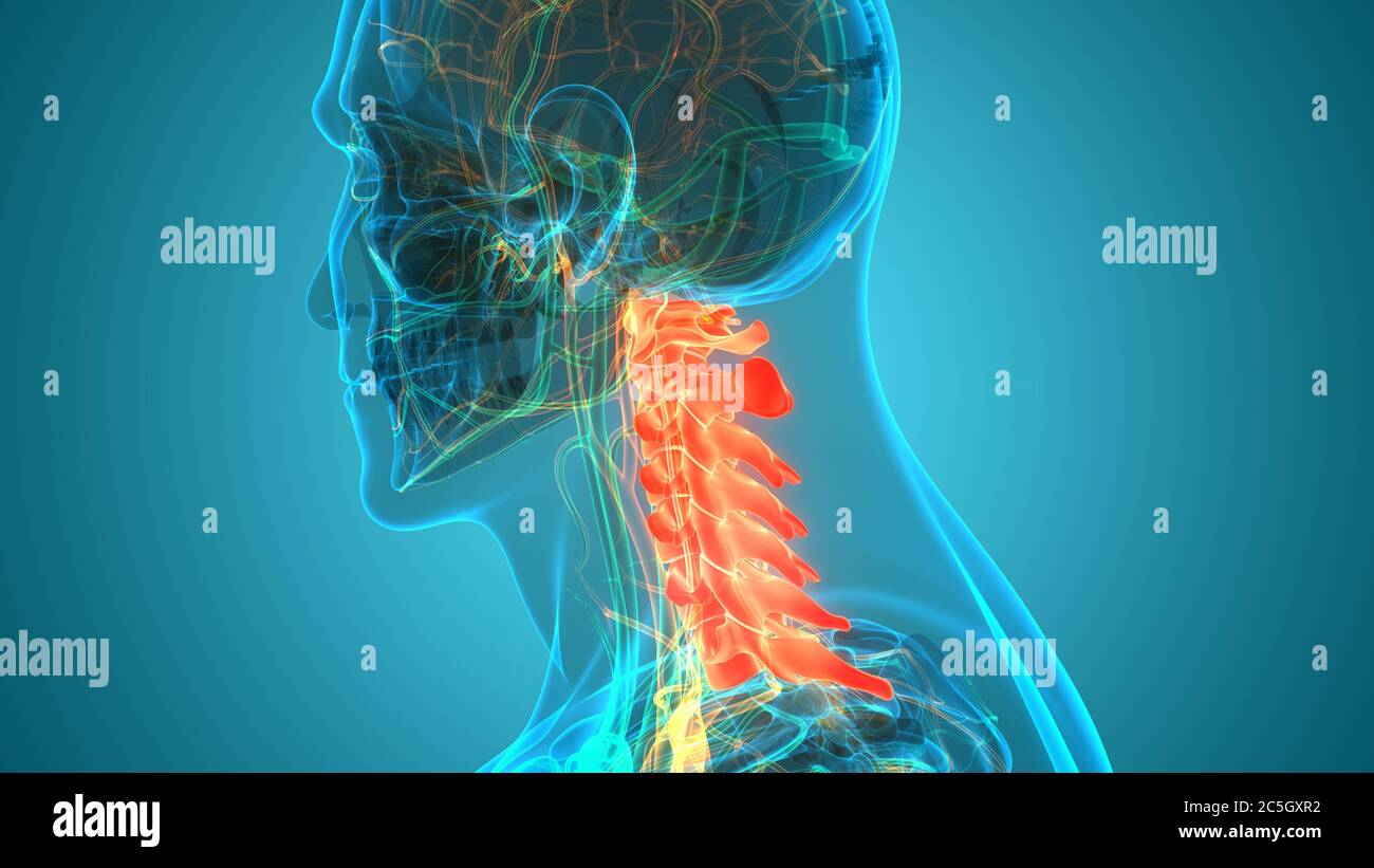 Spinal Cord Vertebral Column Cervical Vertebrae of Human Skeleton System Anatomy Stock Photo - Alamy