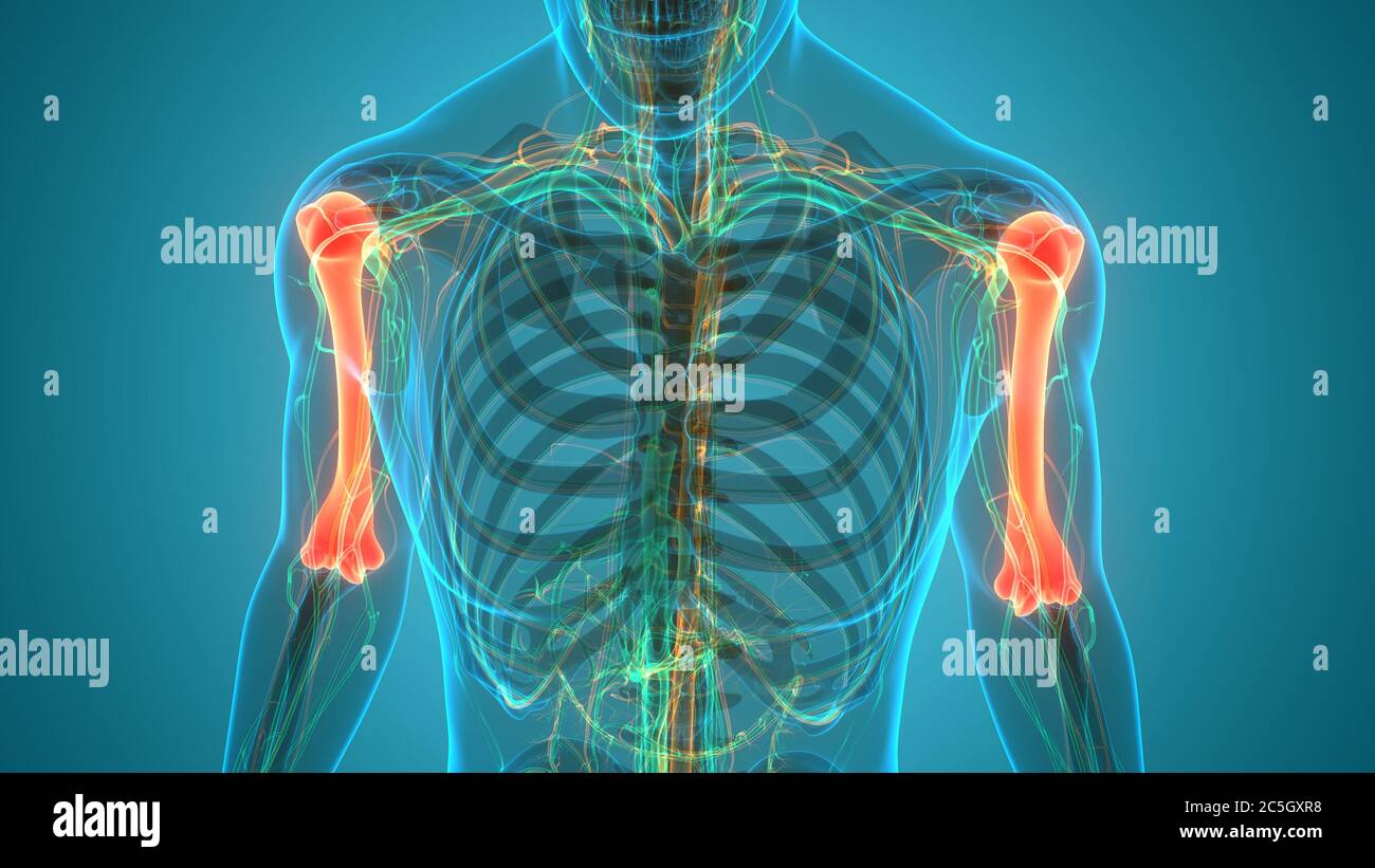 Human Skeleton System Humerus Bone Joints Anatomy Stock Photo - Alamy