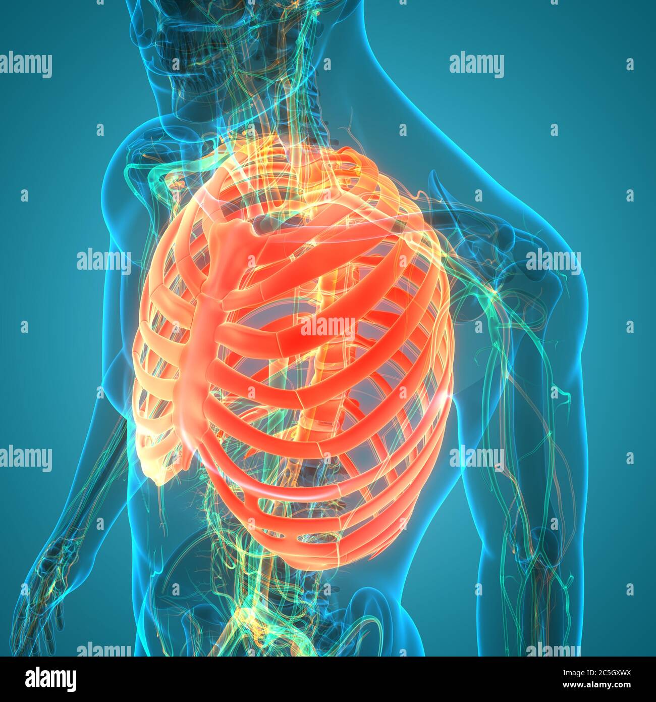 Human Skeleton System Thoracic Skeleton Bone Joints Anatomy Stock Photo ...