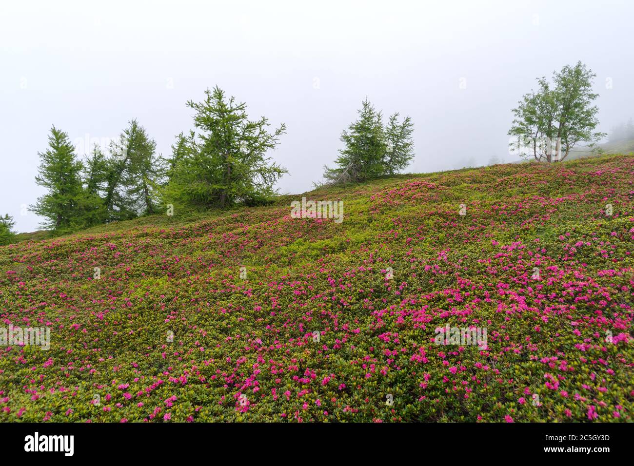Fog form the background for wild Rhododendrons in bloom in Ligurian ...