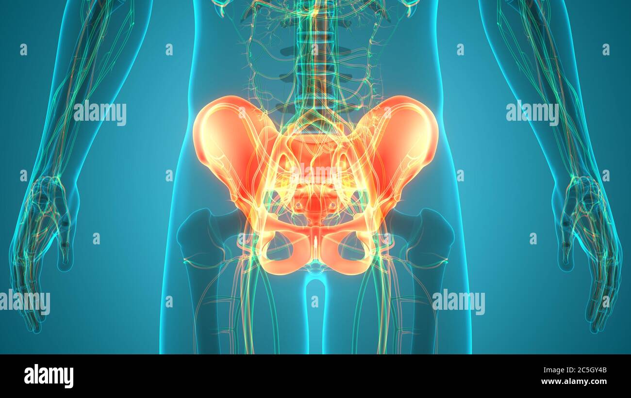 Human Skeleton System Pelvis Bone Joints Anatomy Stock Photo - Alamy
