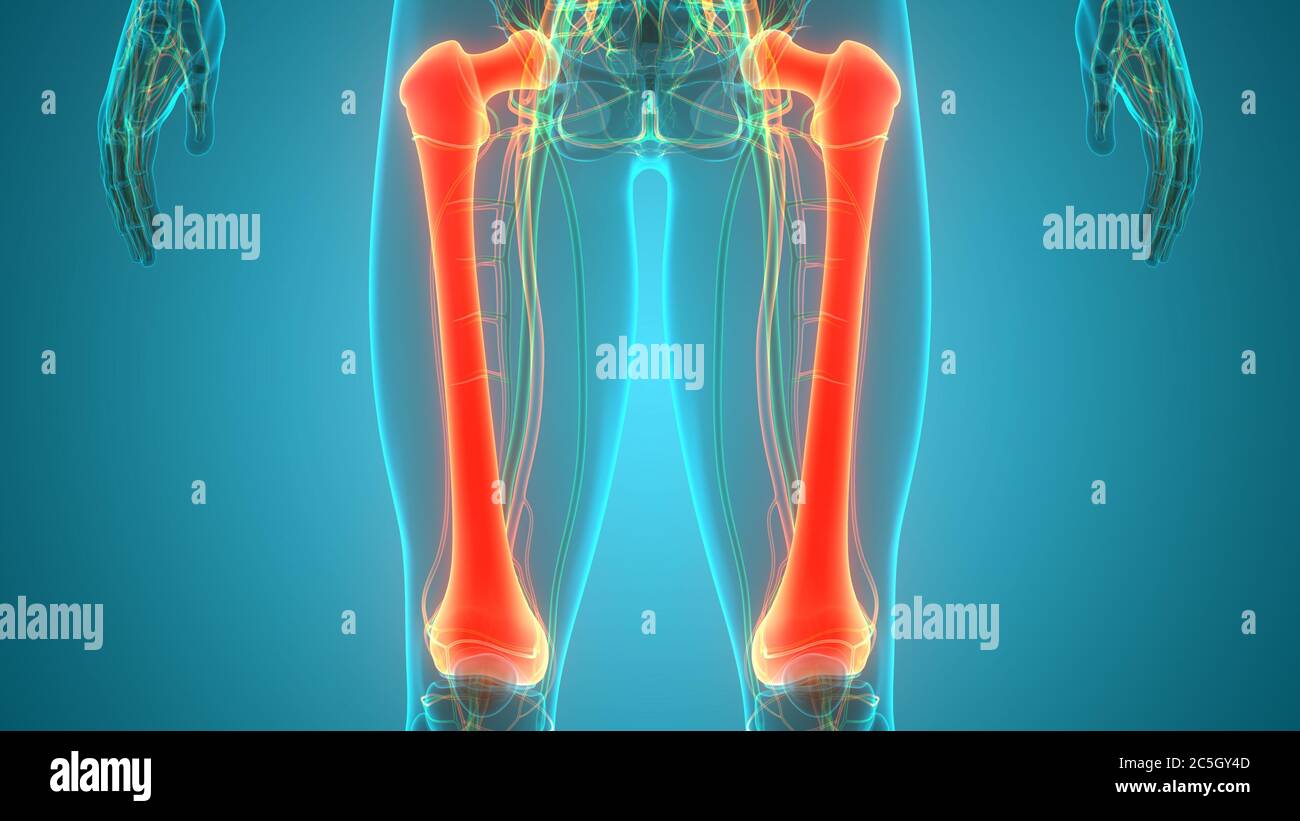 Human Skeleton System Femur Bone Joints Anatomy Stock Photo - Alamy