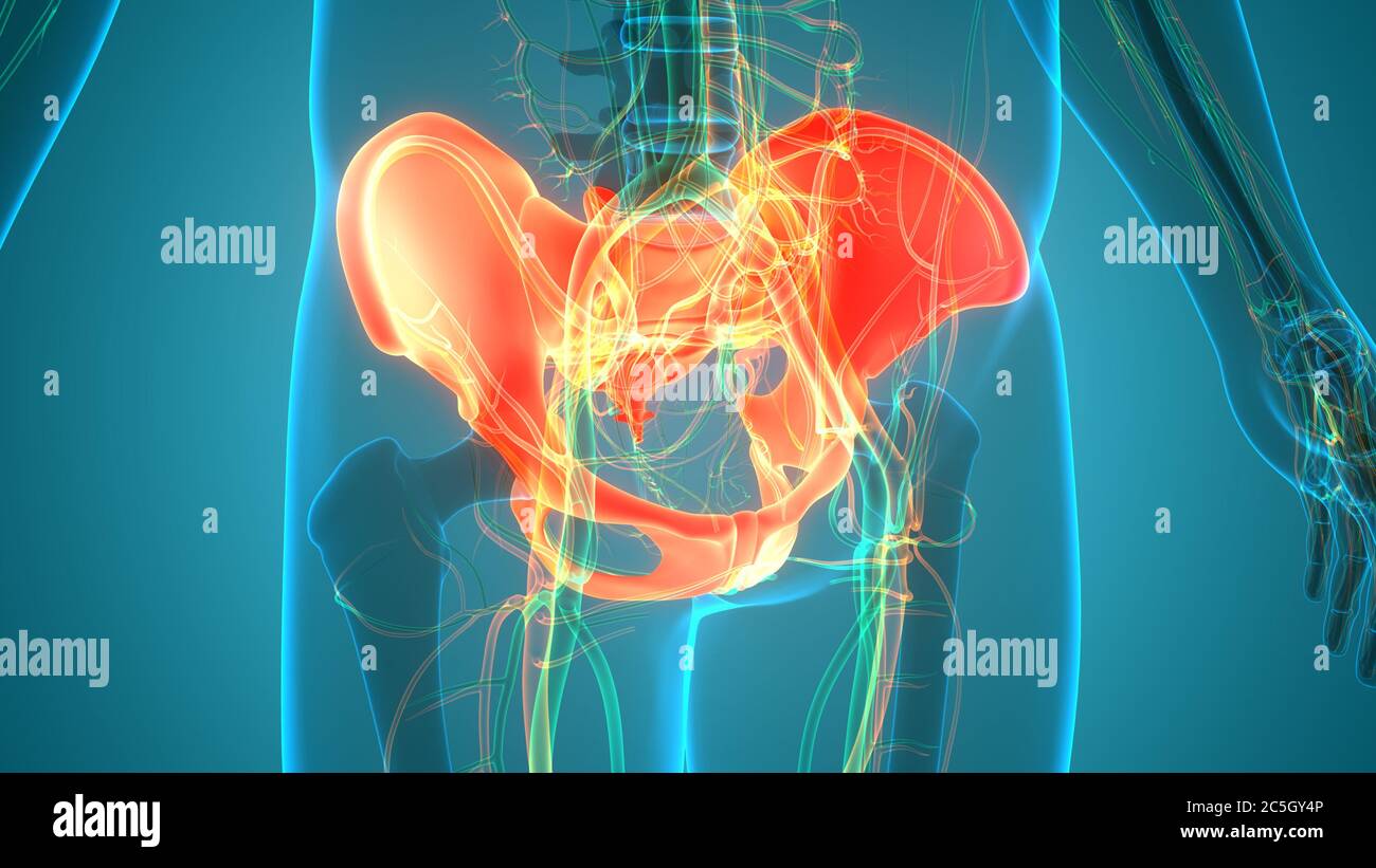 Human Skeleton System Pelvis Bone Joints Anatomy Stock Photo - Alamy