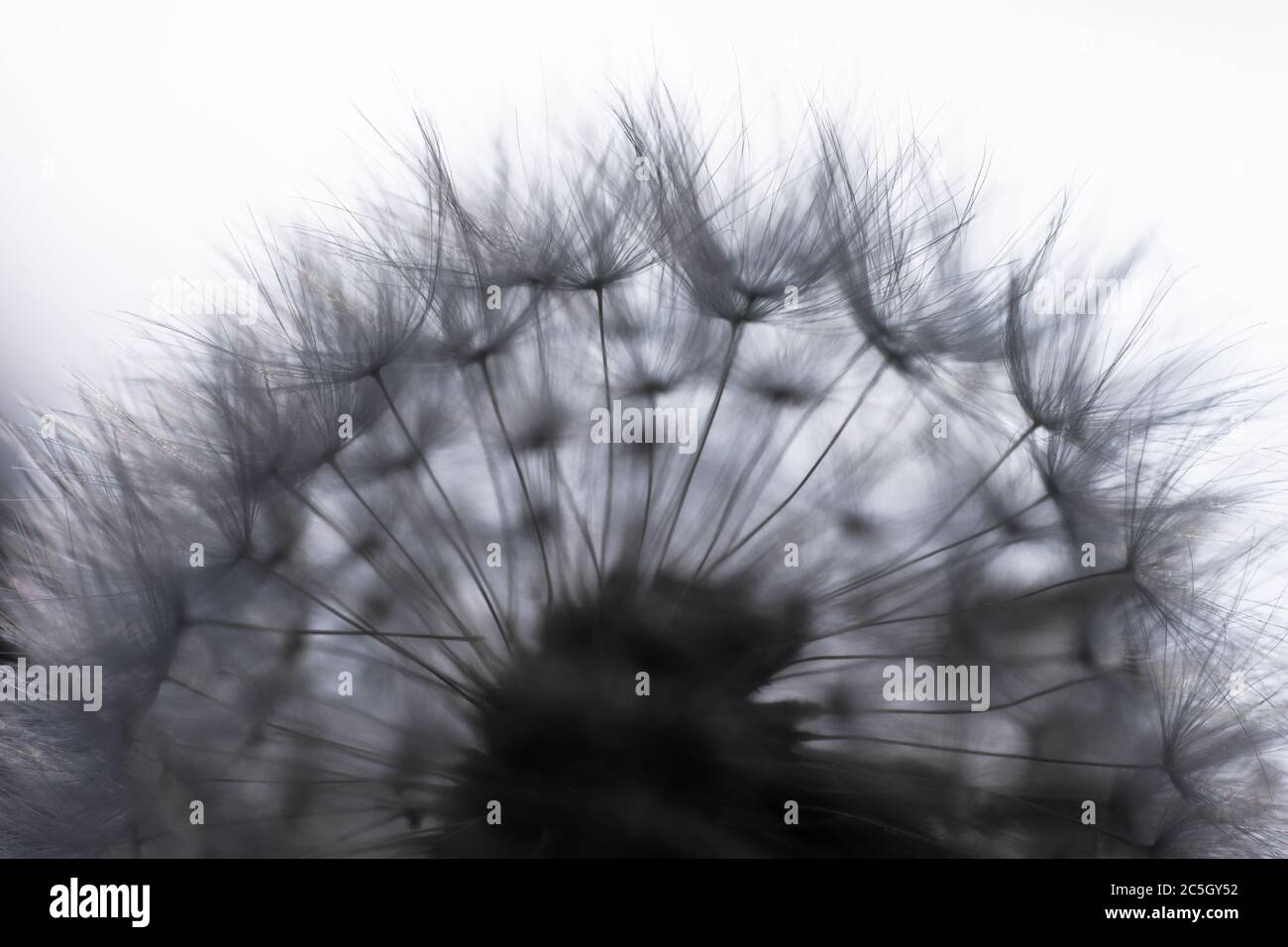 Silver tufted fruits hi-res stock photography and images - Alamy