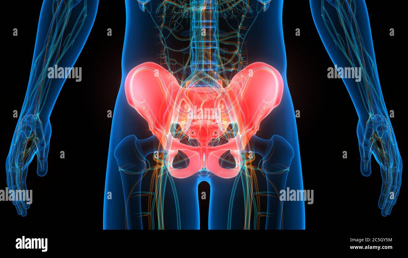 Human Skeleton System Pelvis Bone Joints Anatomy Stock Photo - Alamy