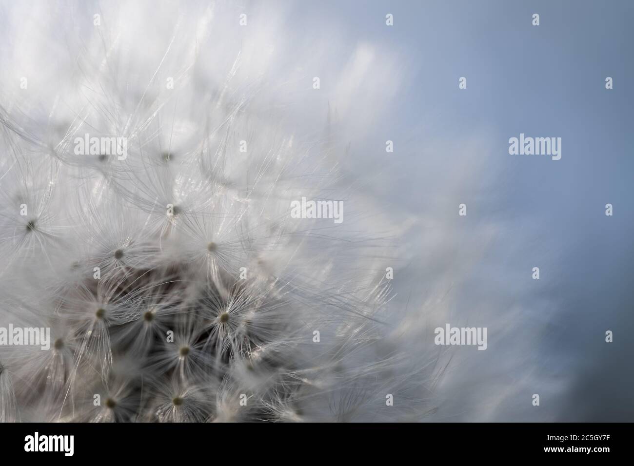 Silver tufted fruits hi-res stock photography and images - Alamy