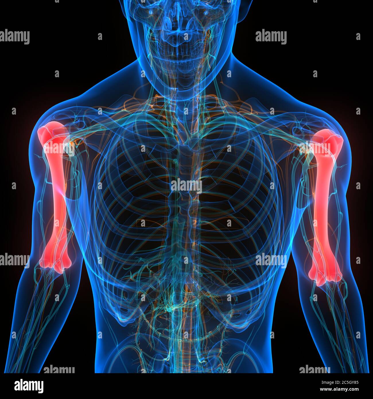 Human Skeleton System Humerus Bone Joints Anatomy Stock Photo - Alamy