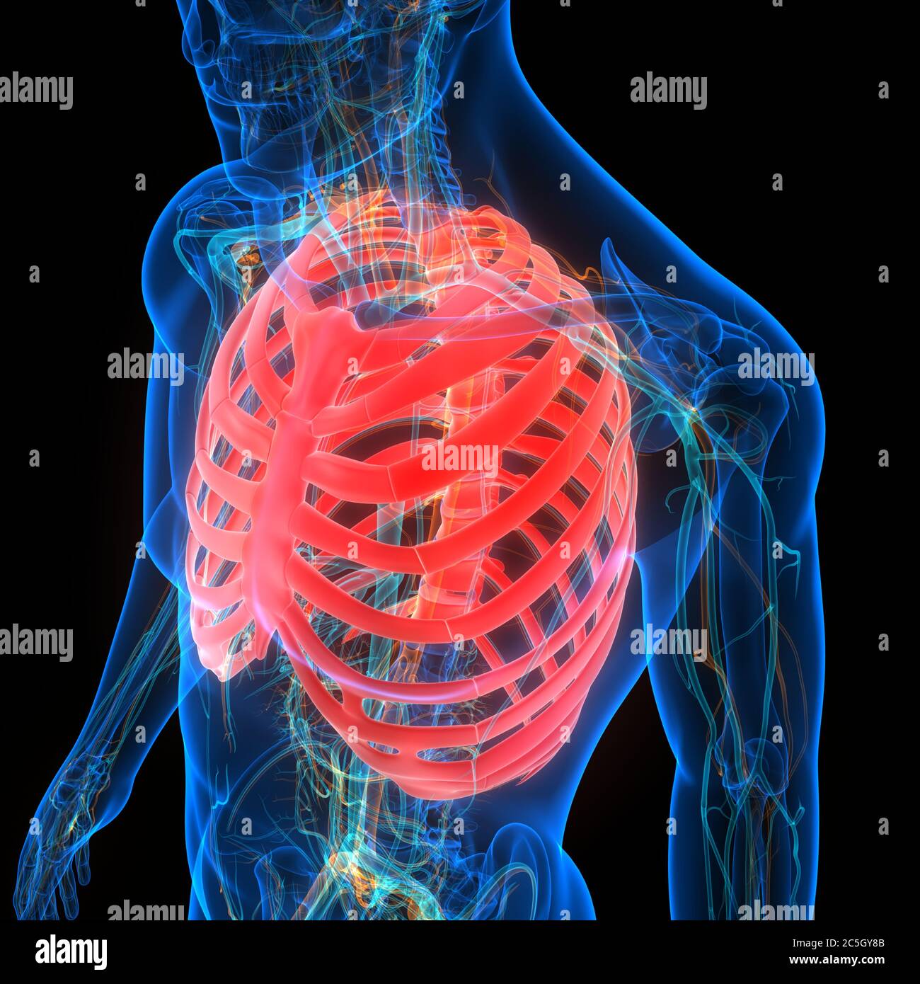 Thoracic cage hi-res stock photography and images - Alamy
