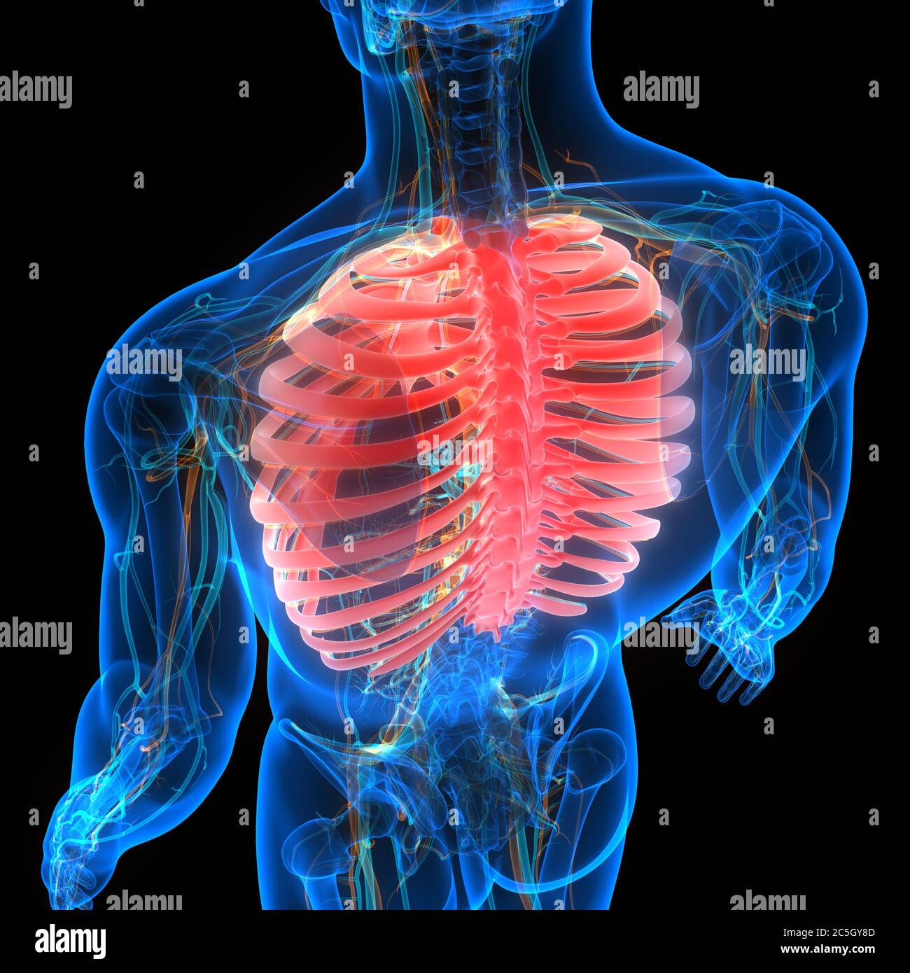Thoracic cage hi-res stock photography and images - Alamy