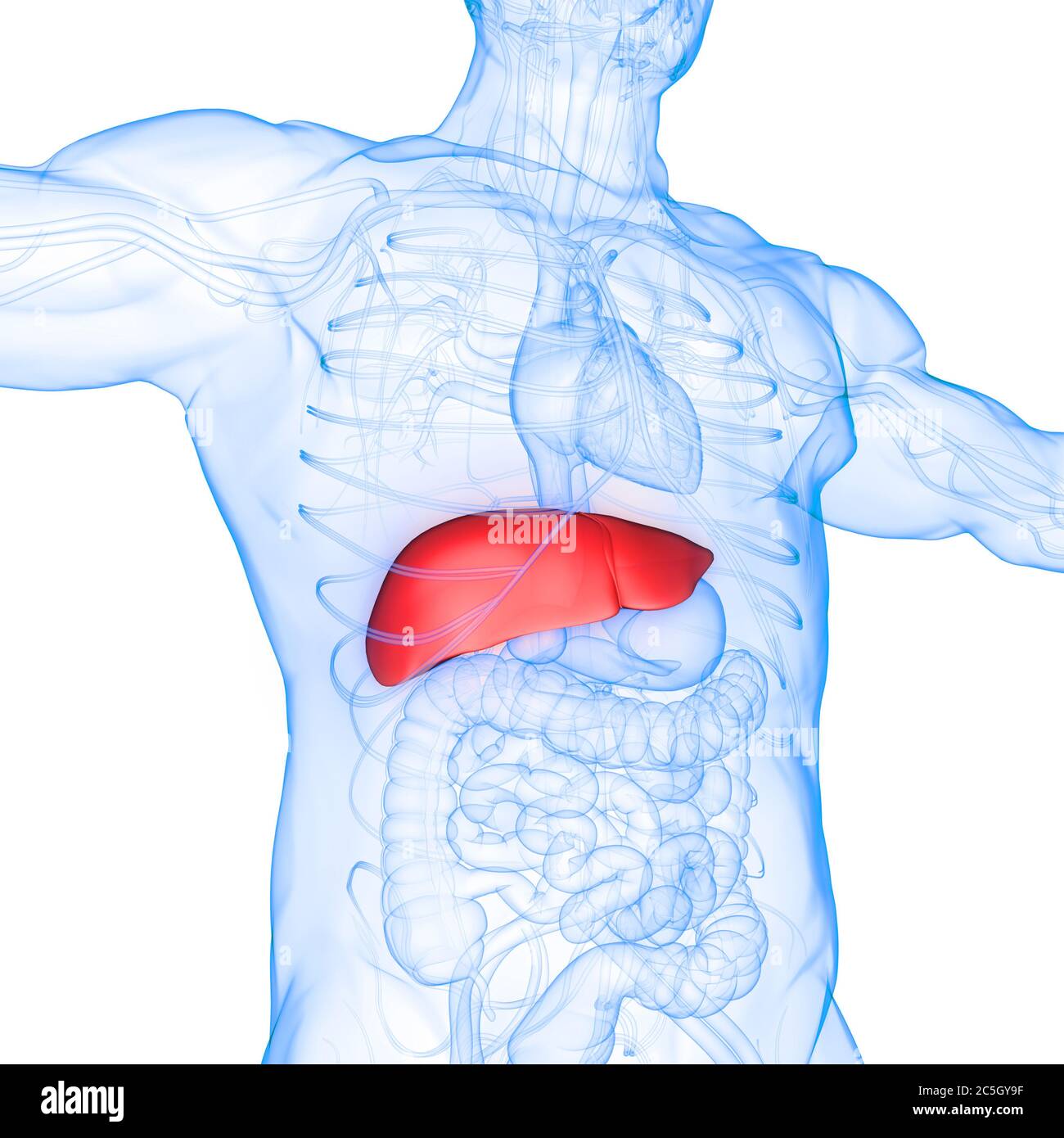 Human Internal Digestive Organ Liver Anatomy Stock Photo - Alamy