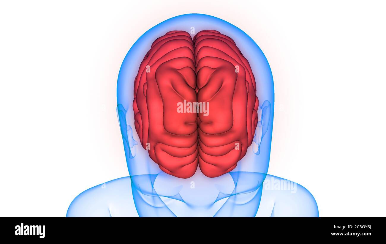 Central organ of Human Nervous System Brain Anatomy Stock Photo - Alamy