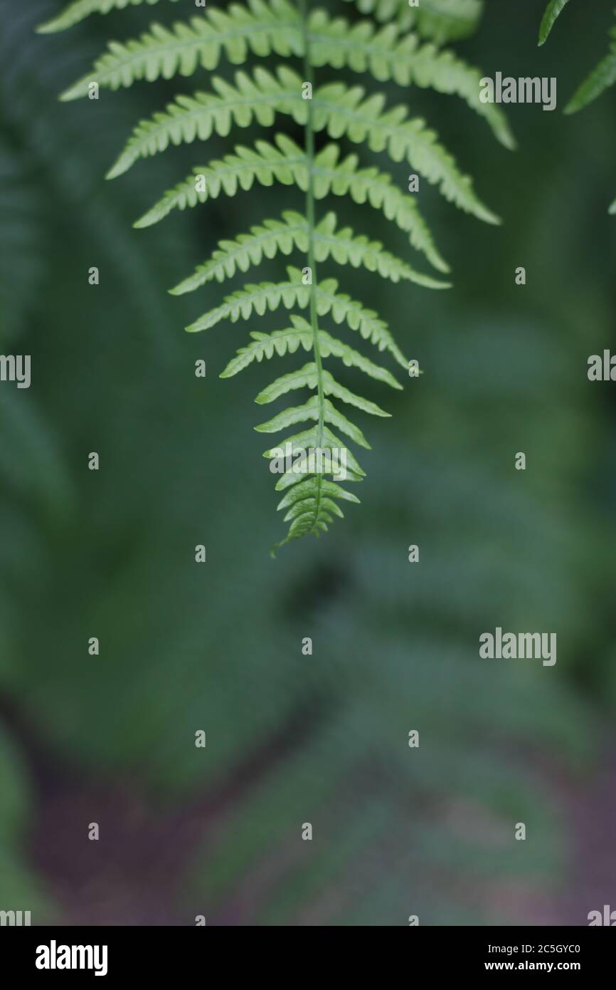 Single fern branch leaves, upright shot Stock Photo - Alamy
