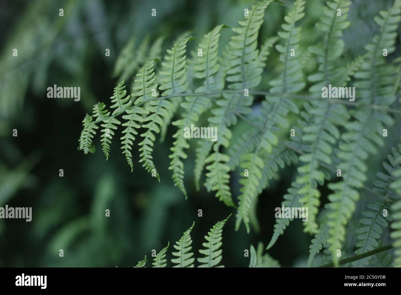 Single fern branch, horizontal, blurred background Stock Photo - Alamy