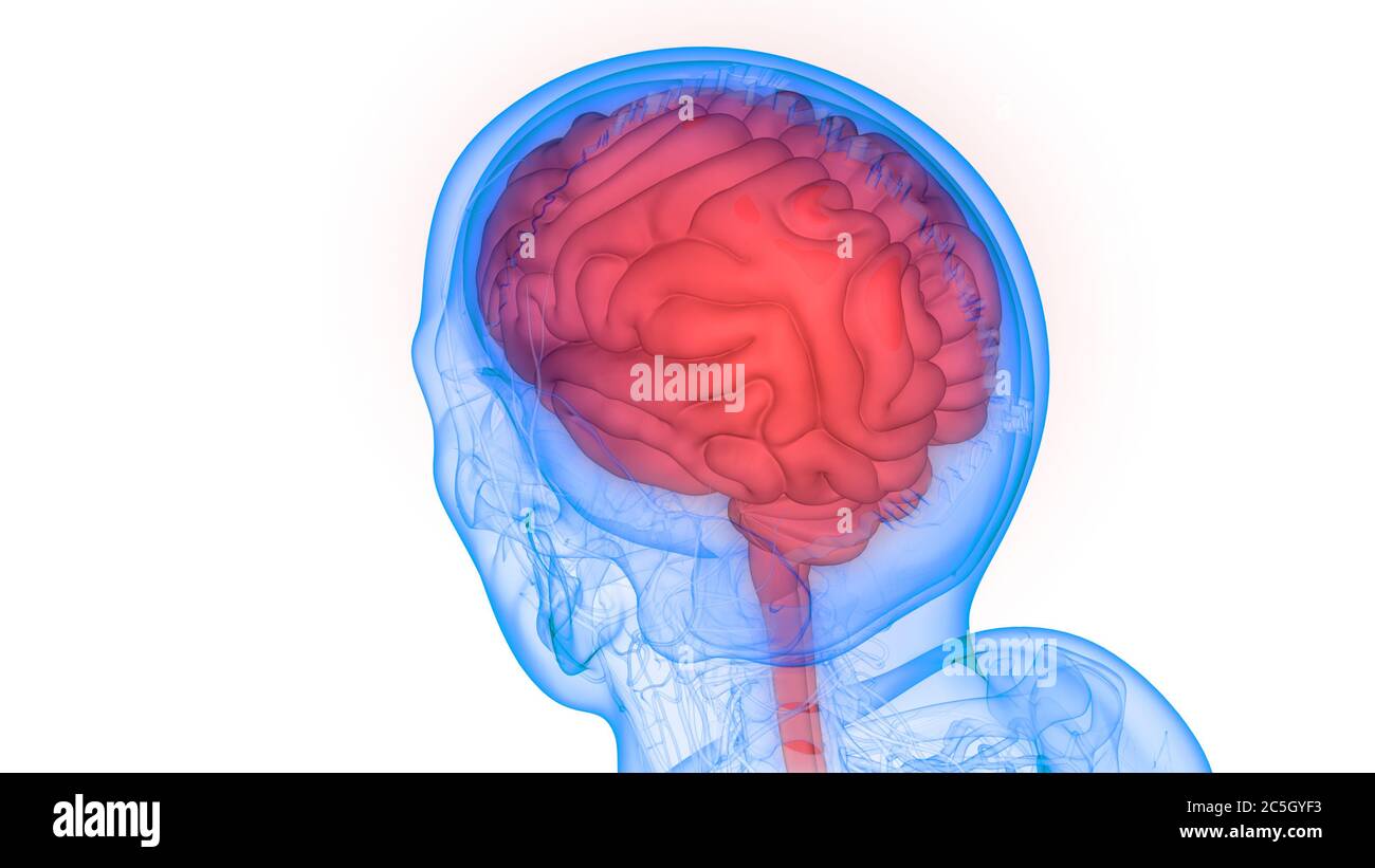 Central organ of Human Nervous System Brain Anatomy Stock Photo - Alamy