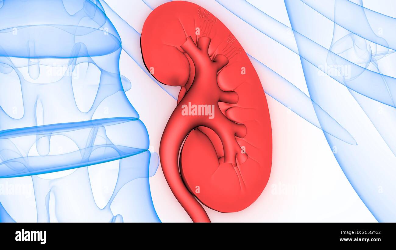 Human Urinary System Kidneys with Bladder Anatomy Stock Photo - Alamy