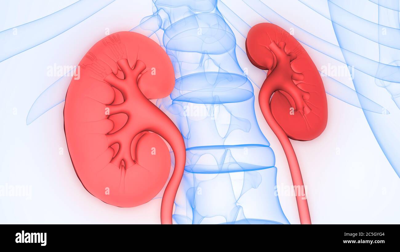 Human Urinary System Kidneys Anatomy Stock Photo - Alamy