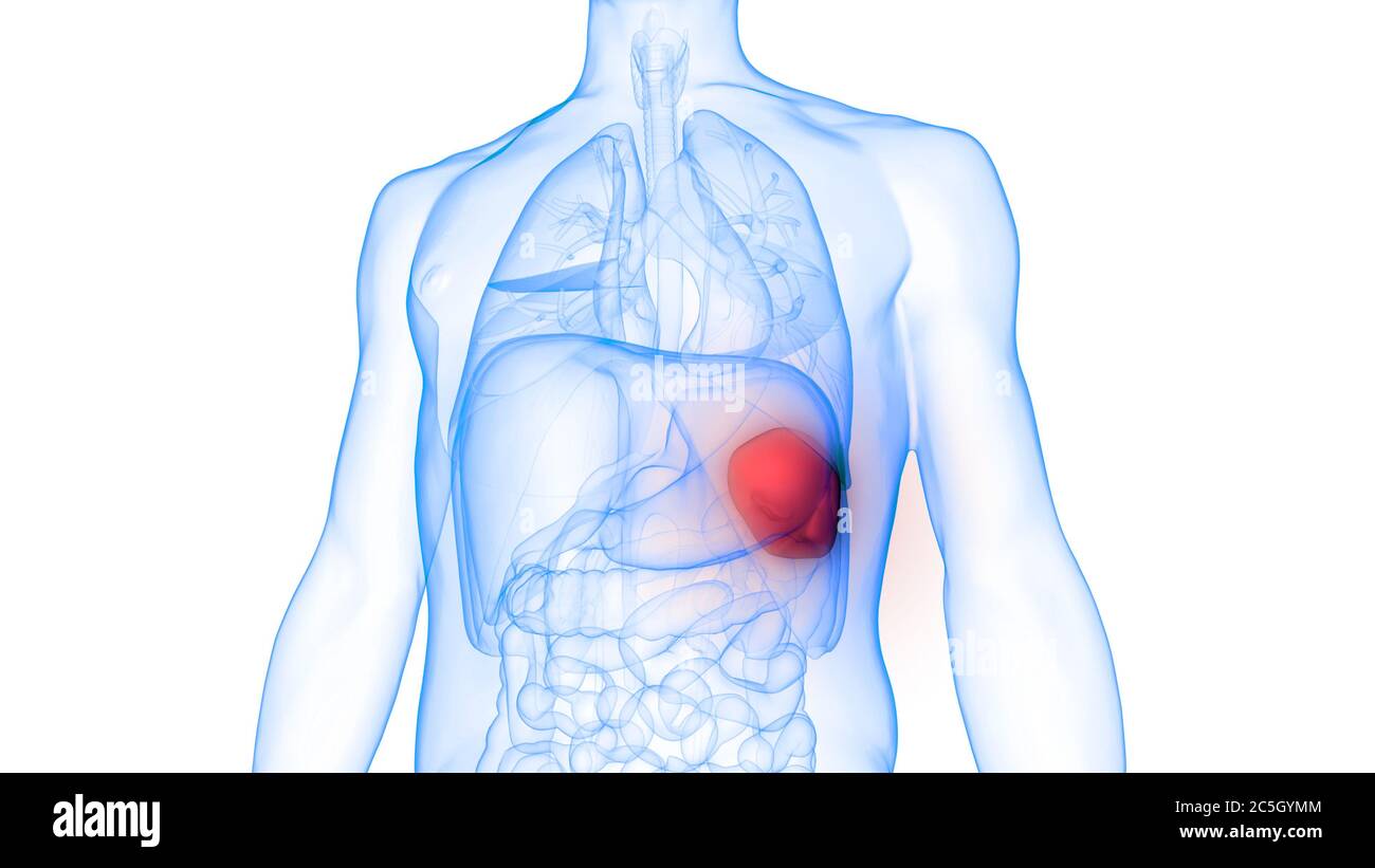 Human Internal Organ Spleen Anatomy Stock Photo Alamy
