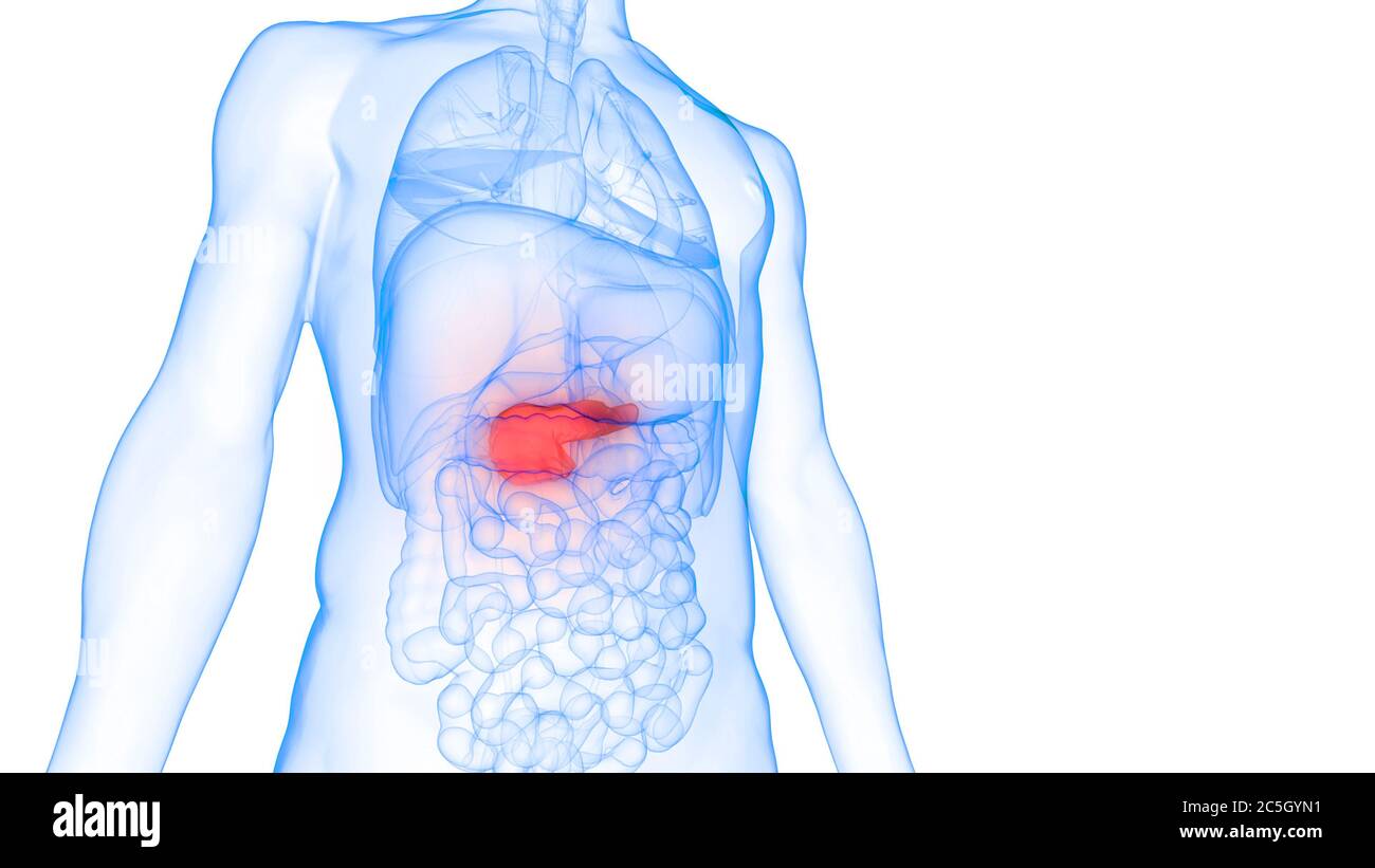 Human Internal Organs Pancreas Anatomy Stock Photo - Alamy