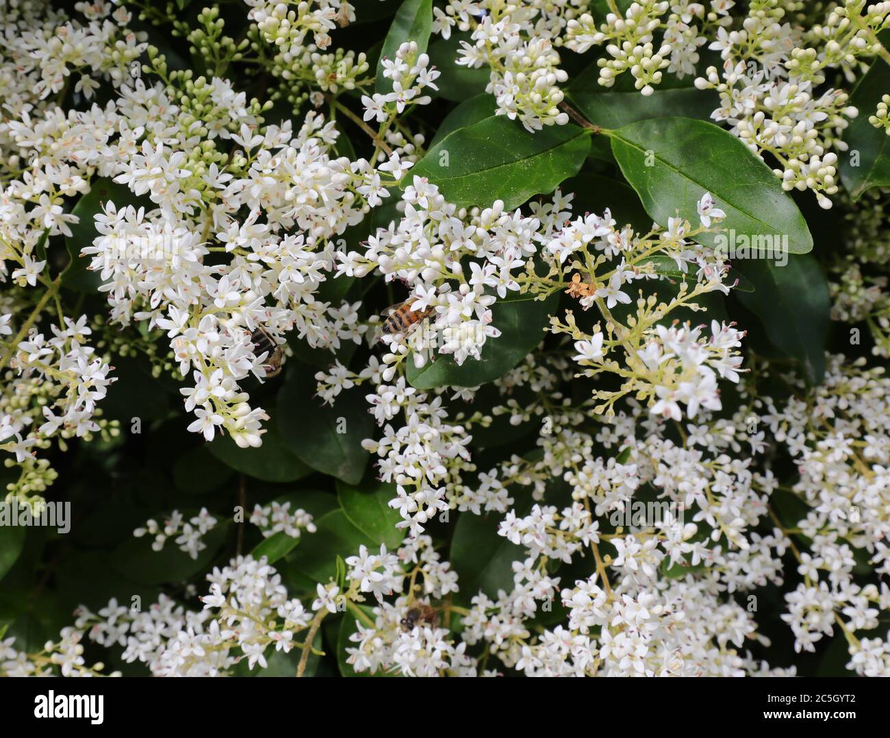 Small leaf privet hi-res stock photography and images - Alamy