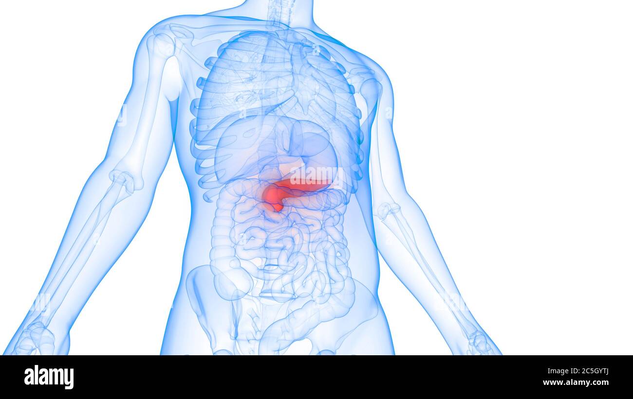 Human Internal Organs Pancreas Anatomy Stock Photo - Alamy