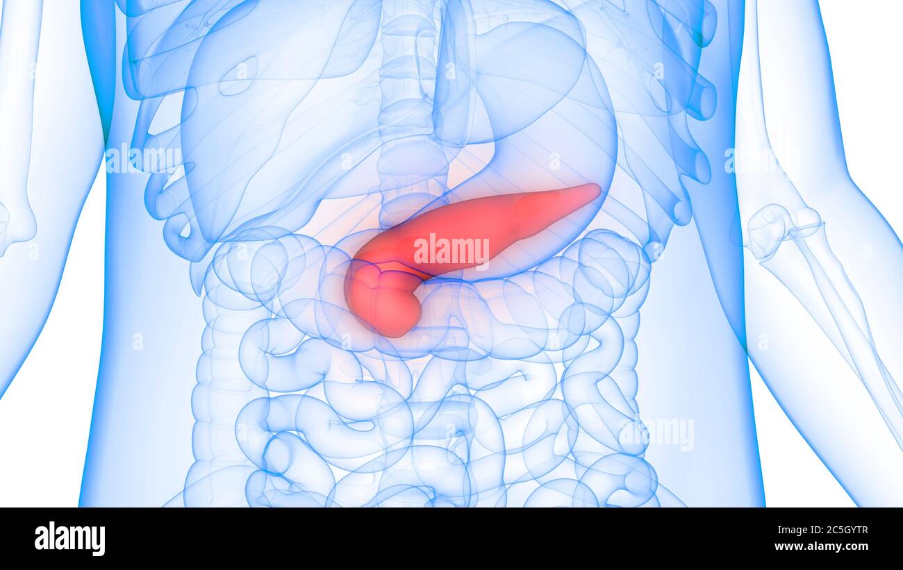 Human Internal Organs Pancreas Anatomy Stock Photo - Alamy