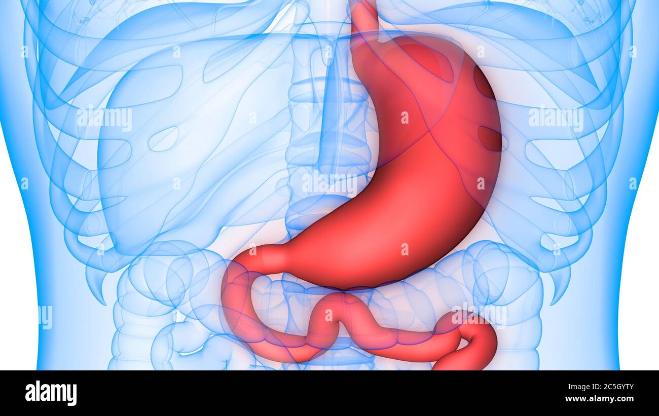 Human Digestive System Stomach Anatomy Stock Photo - Alamy