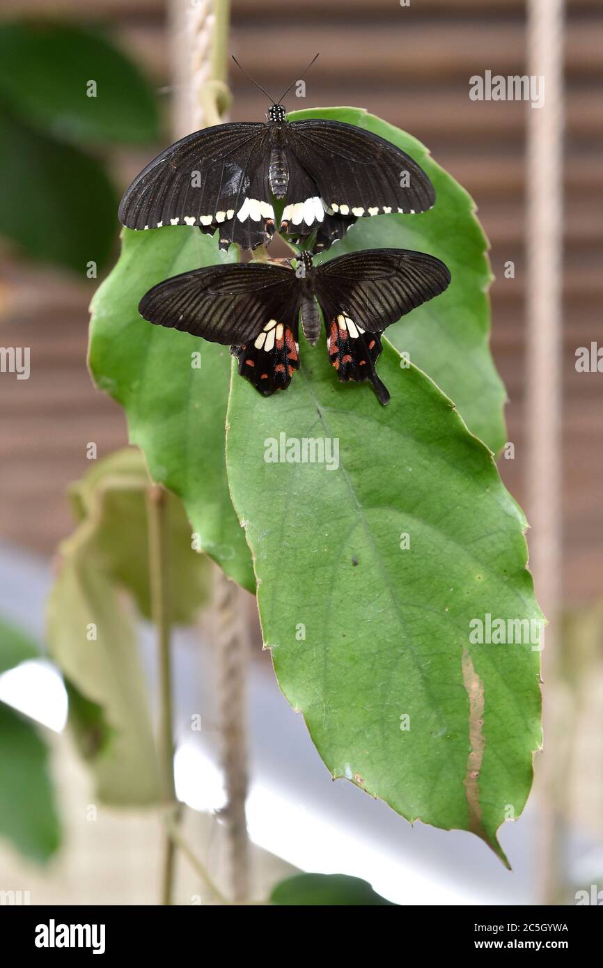 Brno, Czech Republic. 02nd July, 2020. A butterfly is seen in the ...