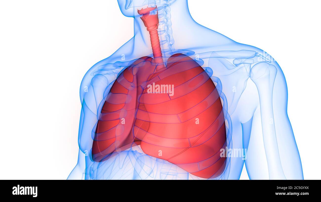 Human Respiratory System Lungs Anatomy Stock Photo - Alamy