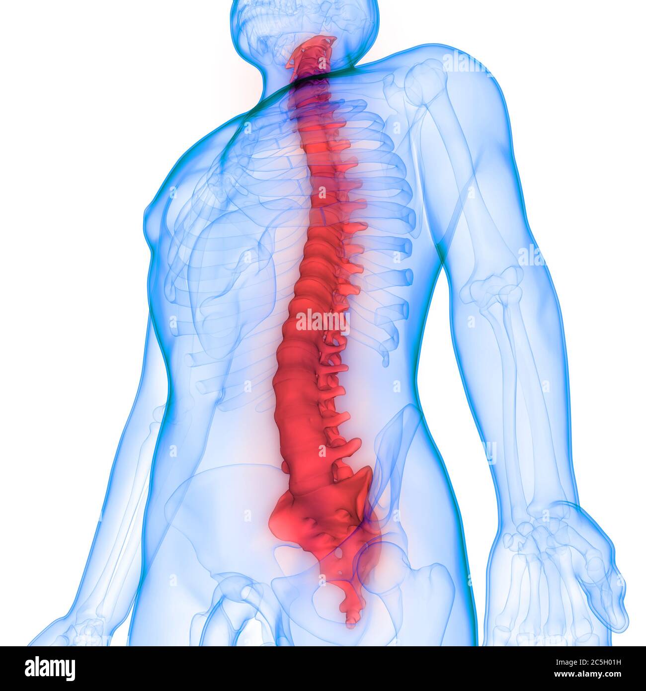 La Columna Vertebral Columna Vertebral Anatoma Anatomia Humana