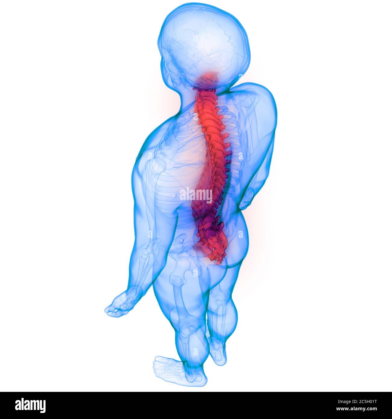 Spinal Cord Vertebral Column of Human Skeleton System Anatomy Stock ...
