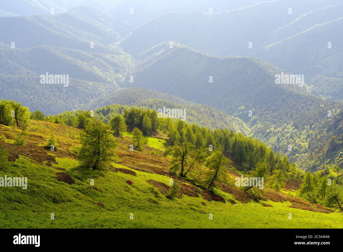 Alpine meadow with flowering rhododendrons in evening light, Roya ...